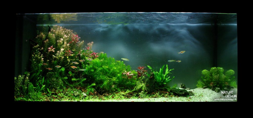 aquarium naturel planté - Mur Végétal et Aquariums sur mesure.Nature ...