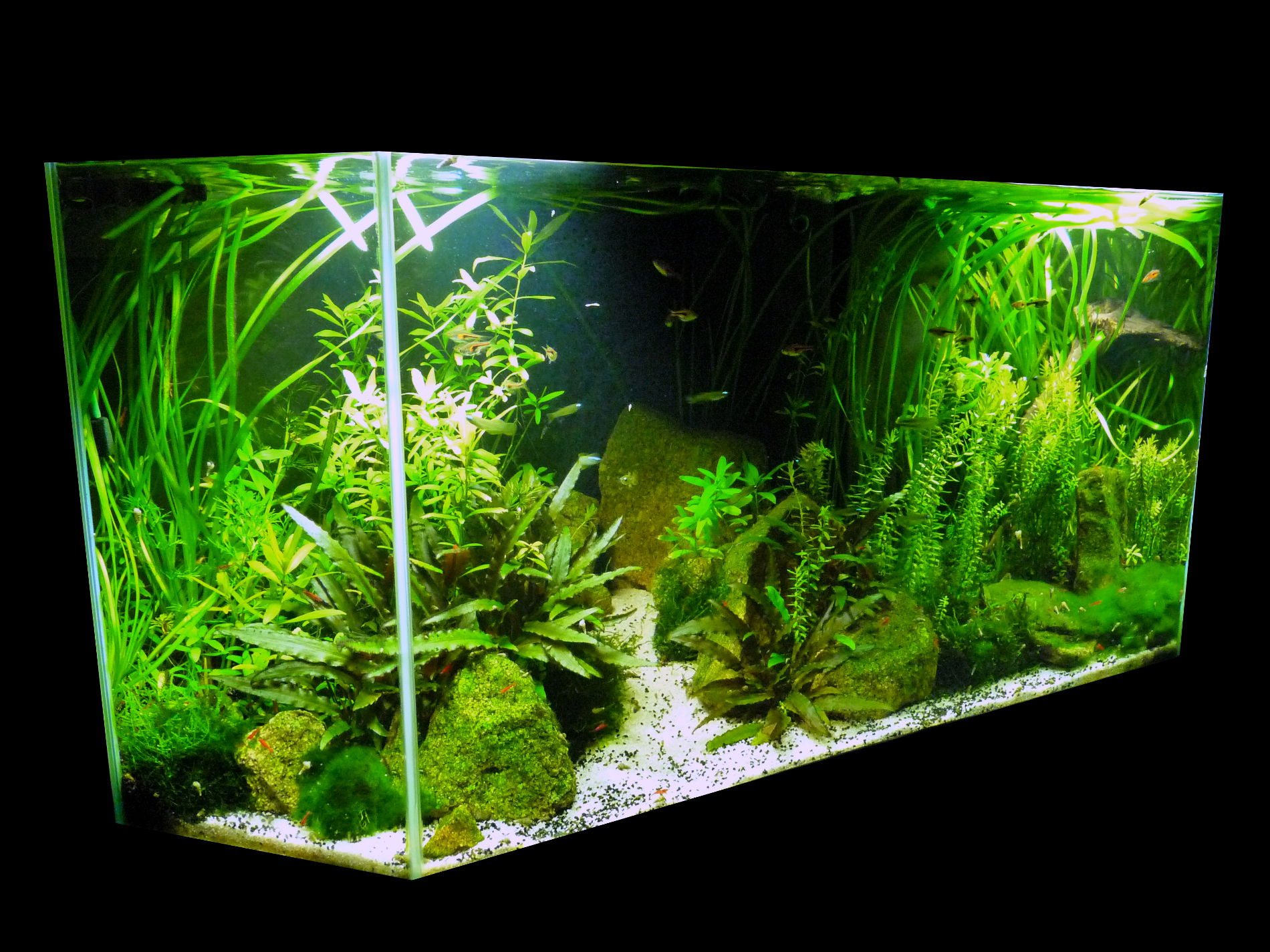 GALERIE - Mur Végétal et Aquariums sur mesure.Nature Design.
