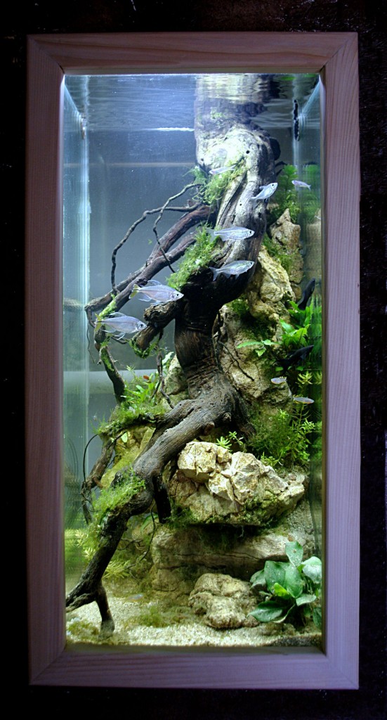 aquarium colone design - Mur Végétal et Aquariums sur mesure.Nature Design.